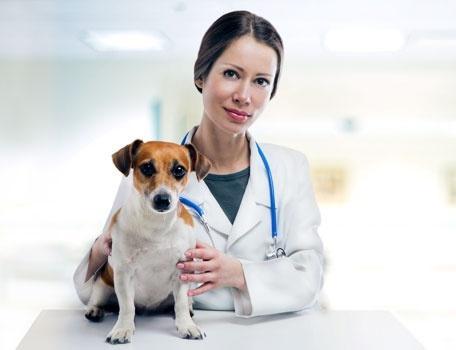 Medic veterinar